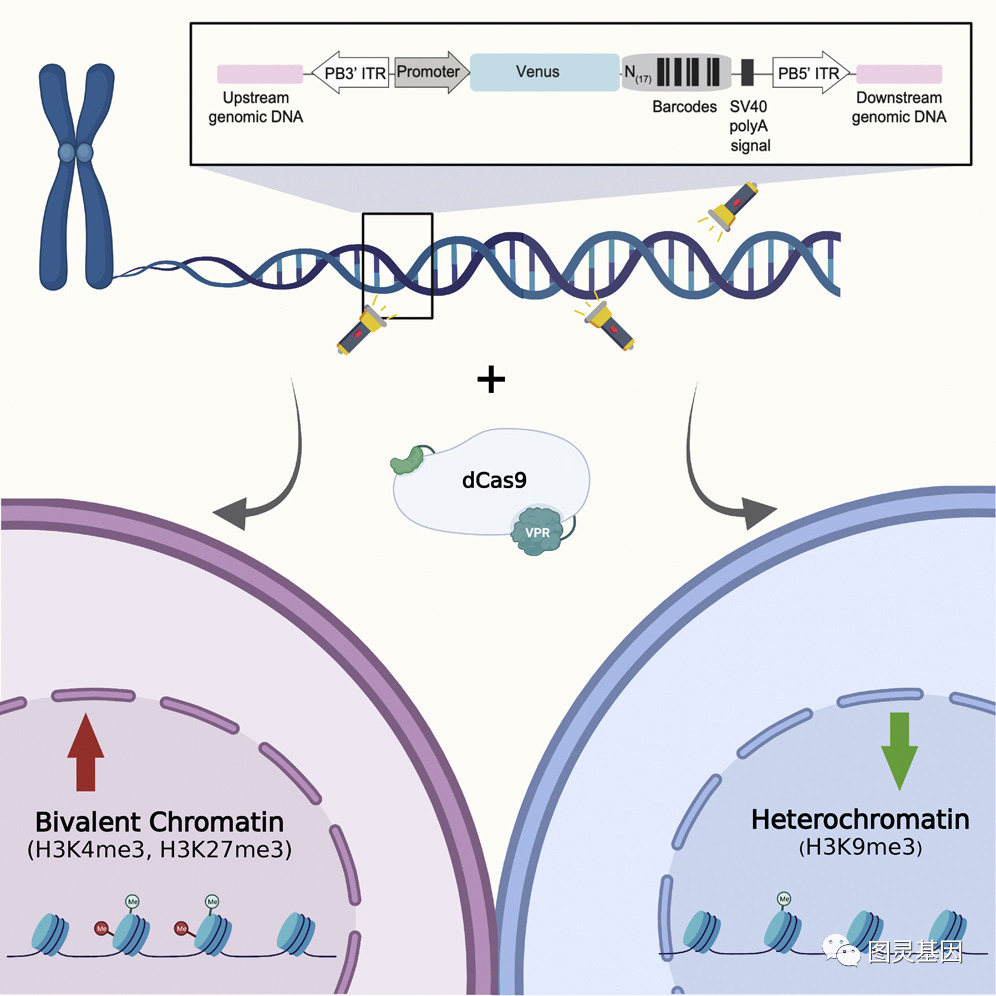 Mol Cell | 大规模测定CRISPR激活规则，引导高效设计 - 知乎