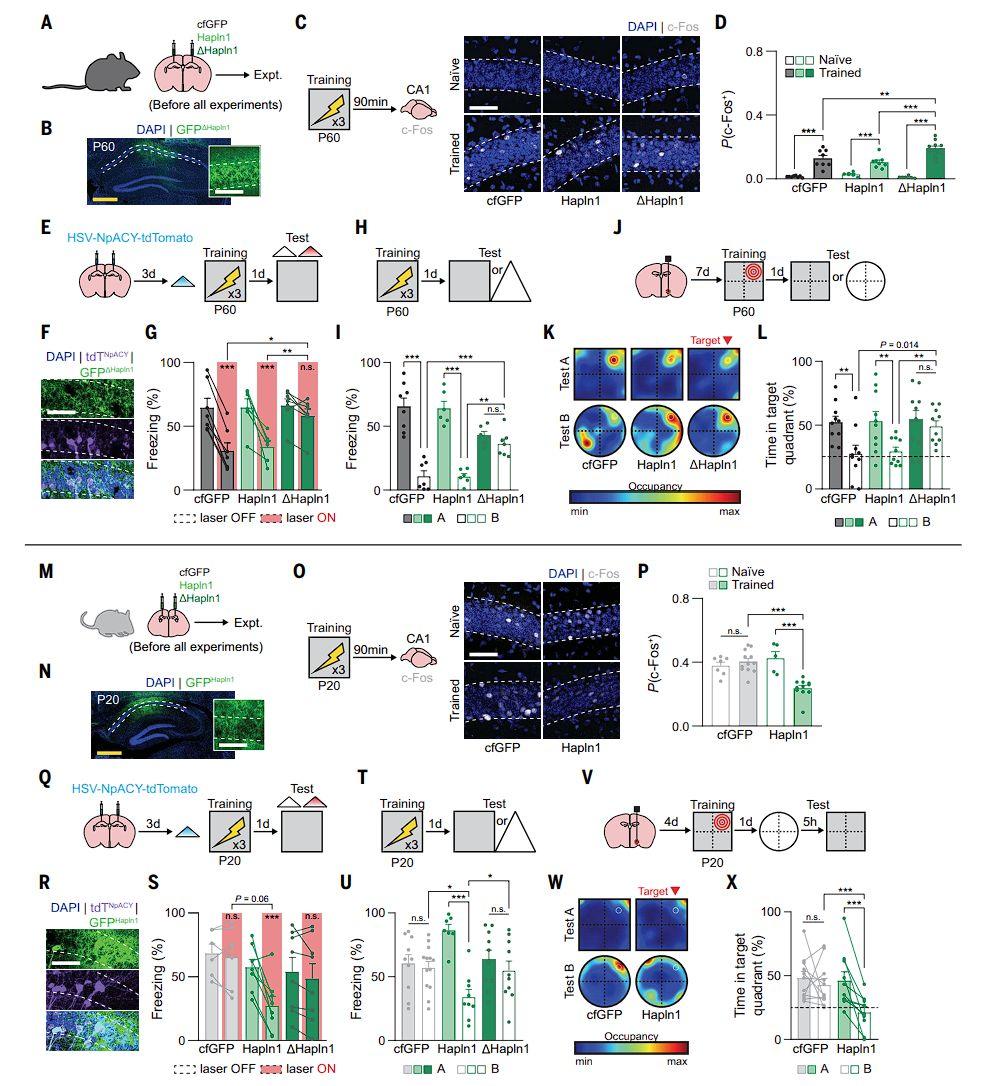 Science：大脑海马发育过程中调节记忆精度的关键机制被报道 - 知乎
