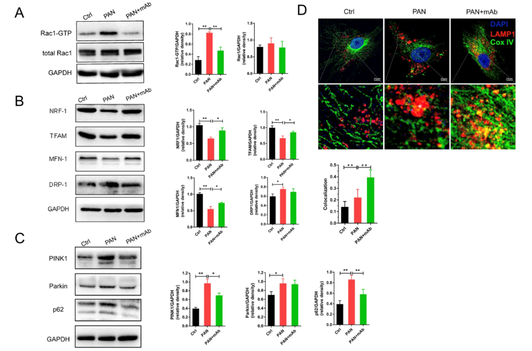 Cell Death Dis｜徐虹团队自主研发抗ANGPTL3单克隆抗体靶向修复足细胞损伤 - 知乎