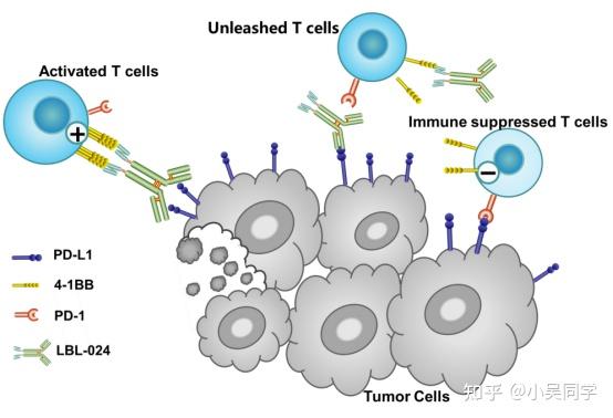 T细胞共刺激靶标：4-1BB - 知乎