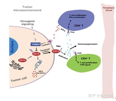 《Science Advances》新发布! 单细胞蛋白组技术验证CD73为新的癌症治疗靶点 - 知乎