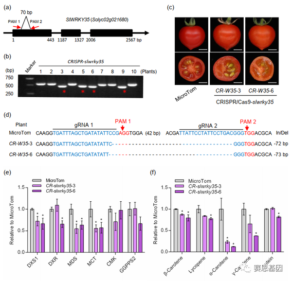 【New Phytol】SlWRKY35通过激活番茄果实中的MEP途径，从而促进类胡萝卜素的生物合成 - 知乎