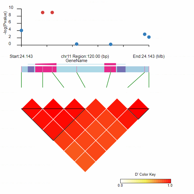 从入门到出家：单倍型Haploview分析（万字详解） - 知乎