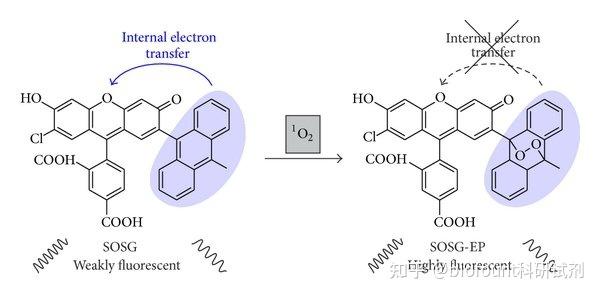SOSG单线态氧荧光探针 - 知乎