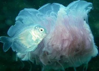 您可能吃到了假鱼——闲聊“肉鲳鱼”（作者：暮晖熠熠） - 知乎