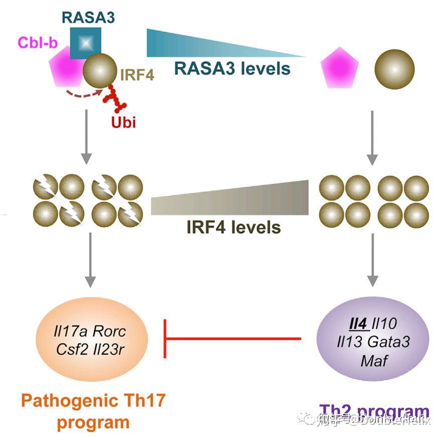 医学生物信息学文献第8期：RAS P21蛋白激活因子3促进致病性Th17细胞的生成 - 知乎