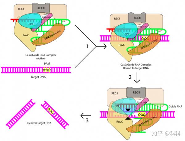 【科普】99%的人不知道的CRISPR奥秘 - 知乎