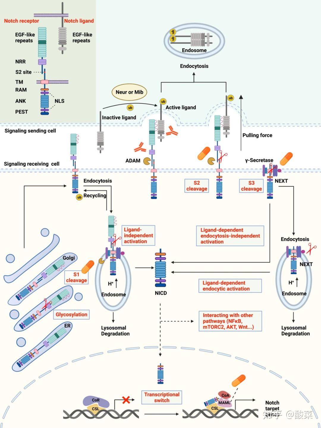 华中科技大学课题组在38分的STTT发表超重磅综述，带你详解这一经典热门通路！ - 知乎