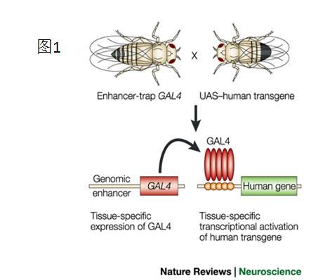 五月刊| 神经科学常用技术 - 知乎