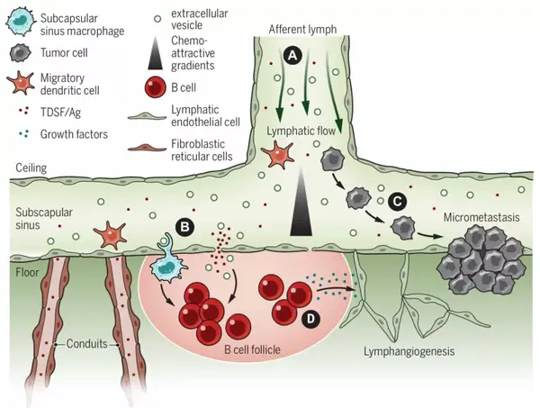 Sci Immu | 肿瘤引流淋巴结，肿瘤发展的罪魁祸首，还是治疗干预的重要机会？ - 知乎