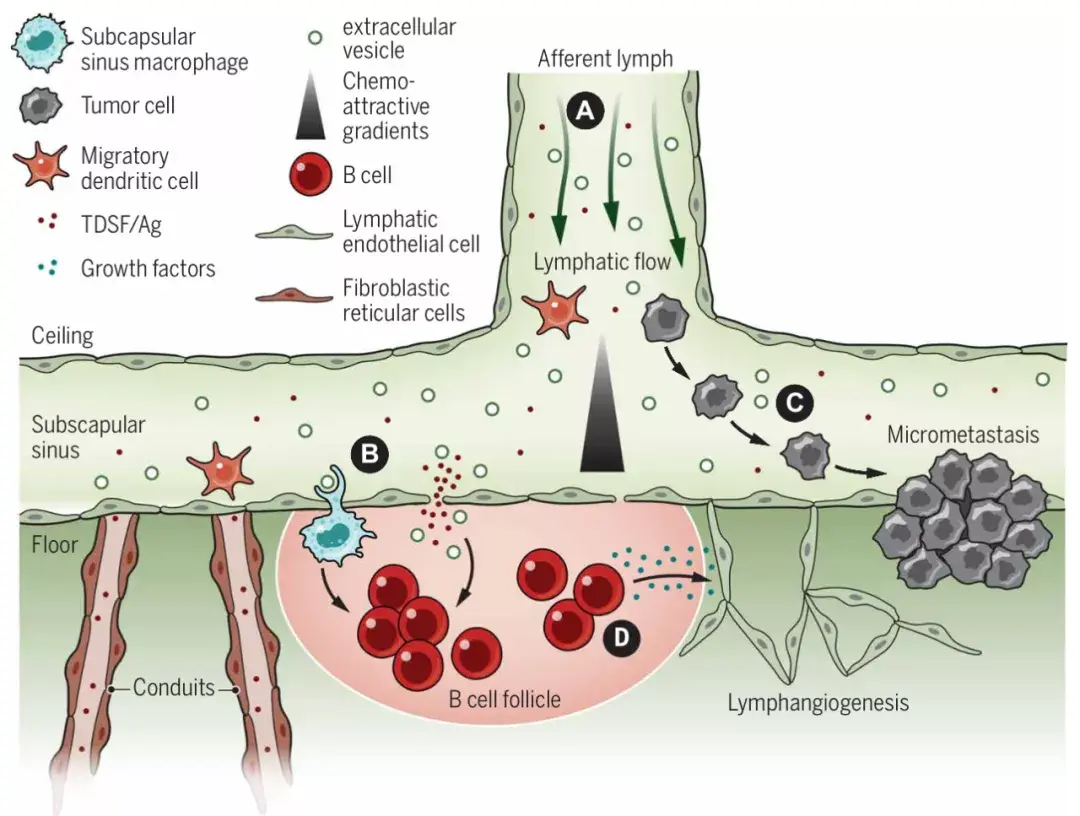 Sci Immu | 肿瘤引流淋巴结，肿瘤发展的罪魁祸首，还是治疗干预的重要机会？ - 知乎