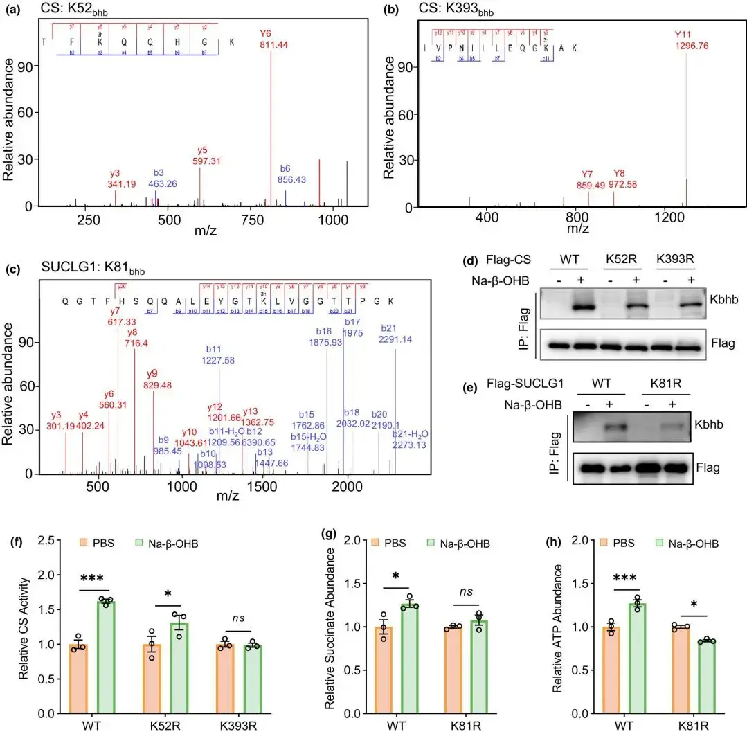 Aging Cell二重奏 | β-羟基丁酰化抑制记忆衰退 促进肌肉生成 - 知乎
