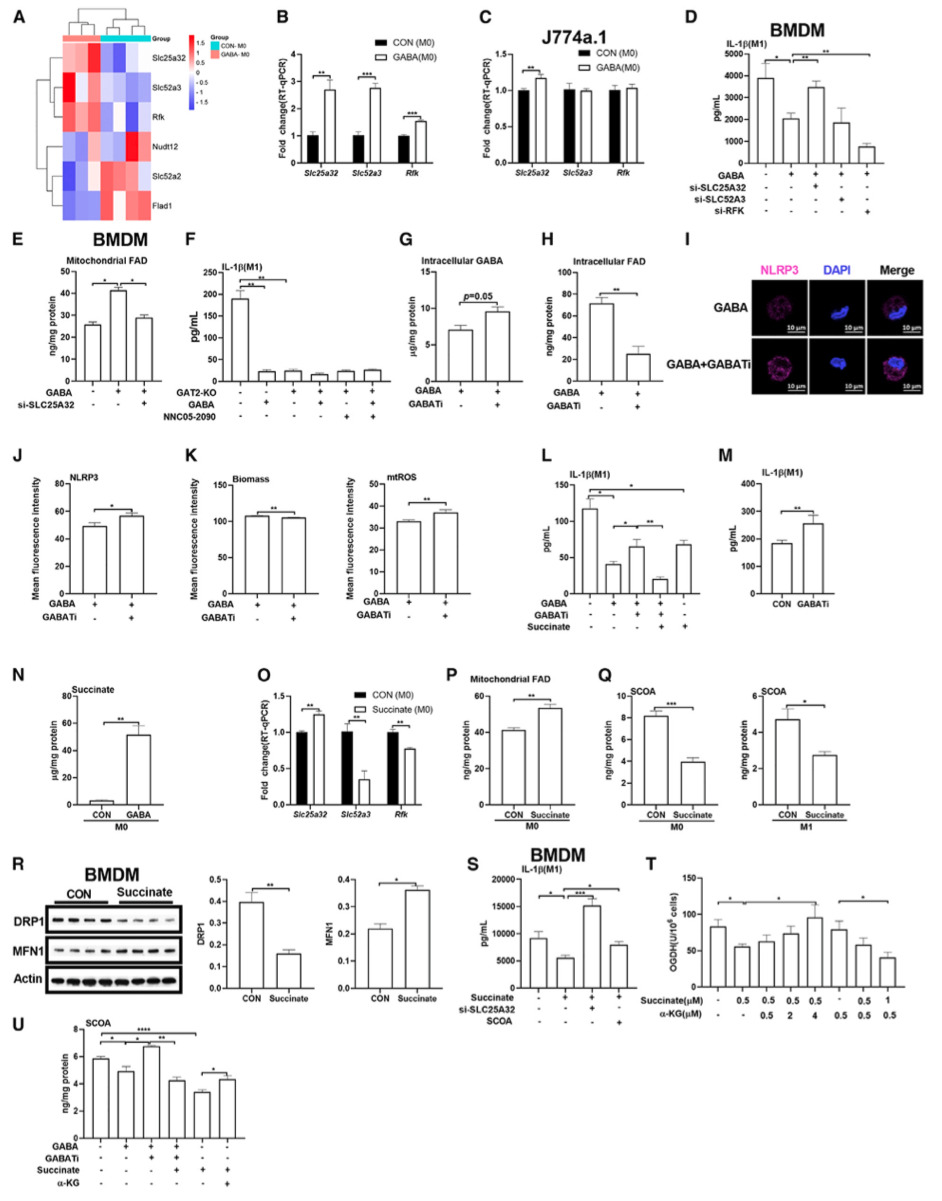 Cell子刊丨GABA 调节巨噬细胞中 IL-1β 的产生 - 知乎
