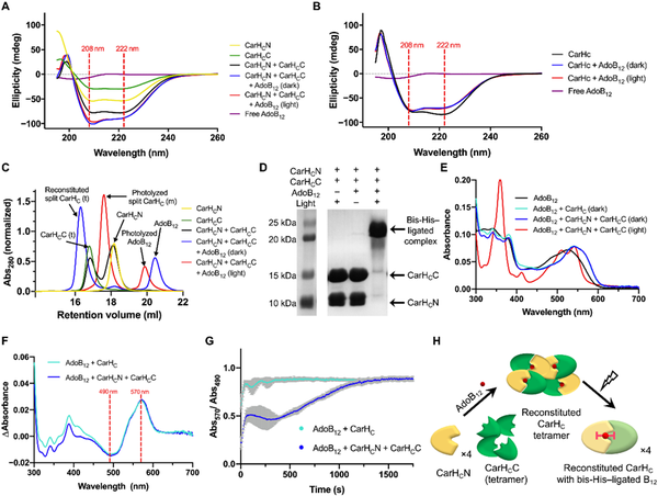 《Science Advances》港科大孙飞：感光蛋白使光响应水凝胶具有可调力学性! - 知乎
