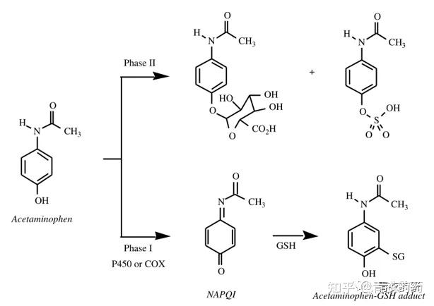 对乙酰氨基酚的生物活化途径与肝毒性 - 知乎