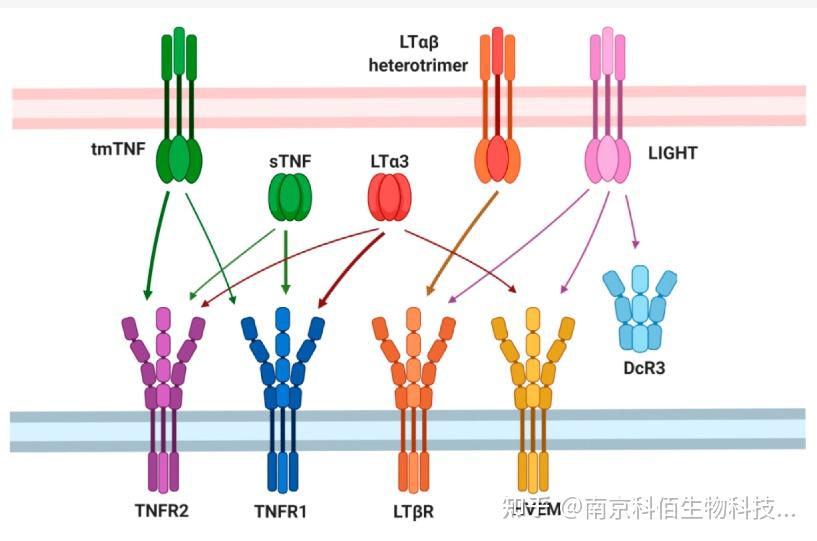 LTβR信号通路诱导三级淋巴结构的形成，促进趋化因子的表达 - 知乎