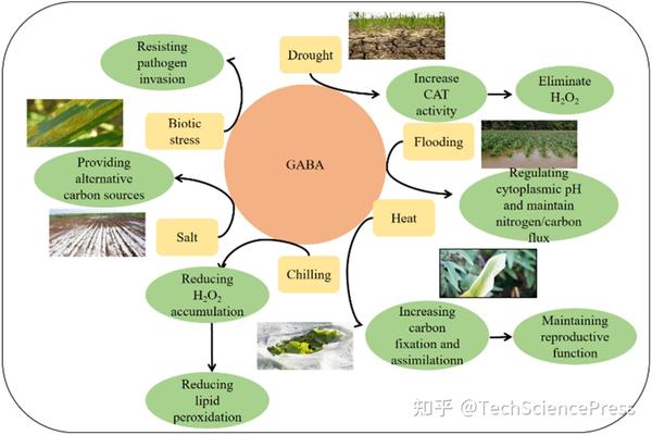 PHYTON封面故事丨GABA在植物细胞生长、发育和应激响应中的作用 - 知乎