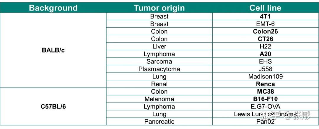 BALB/c Mice | BALB/c小鼠最全知识资料 - 知乎