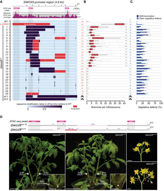 ATAC+RNA-seq揭秘植物领域的基因表观遗传调控！ - 知乎