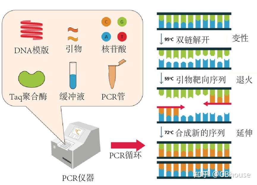 带你了解PCR、Real-Time PCR、RT-PCR、qRT-PCR你知道或者不知道的信息 - 知乎