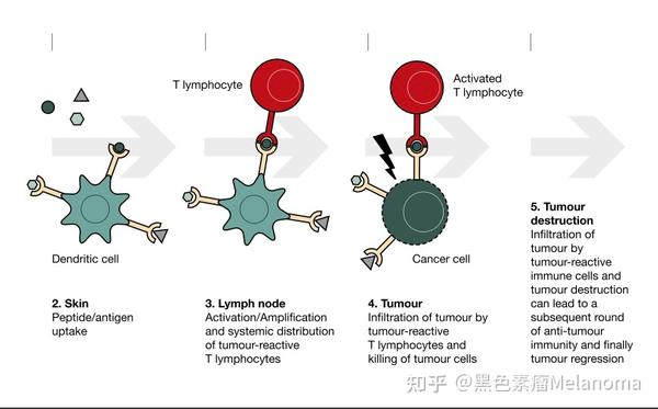 【快讯】通用型癌症疫苗UV1使三分之一晚期黑色素瘤患者肿瘤完全消失 - 知乎