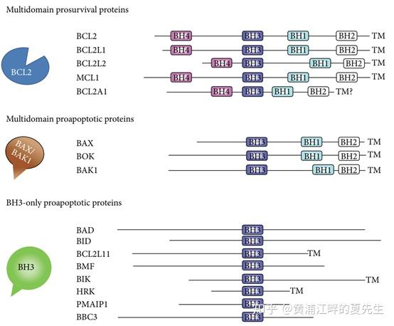 Bcl-2、细胞凋亡以及肿瘤靶向治疗 - 知乎