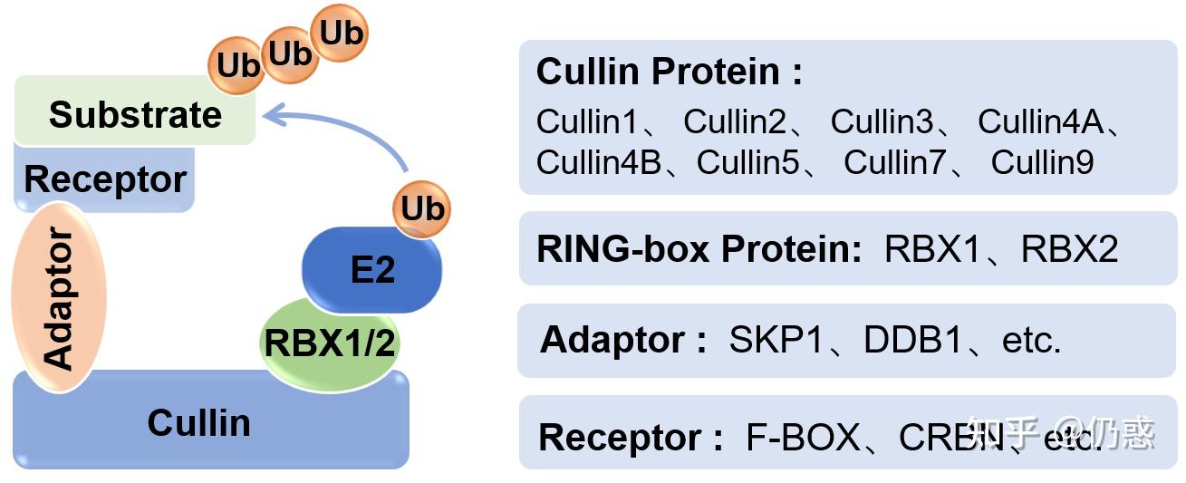 NEDD8活化酶(NAE)小分子抑制剂的研究进展 - 知乎