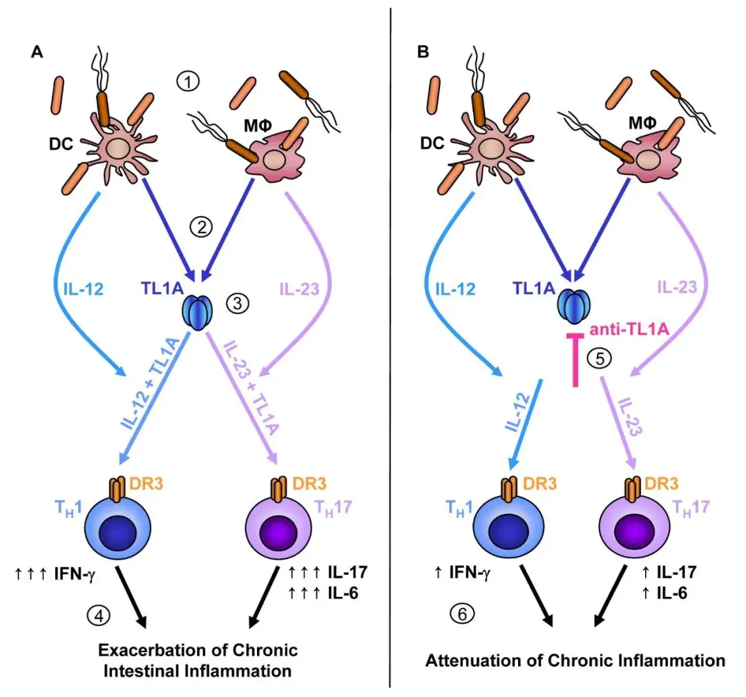 抗TL1A疗法角逐，MNC“心趴”上的炎症性肠病靶点 - 知乎