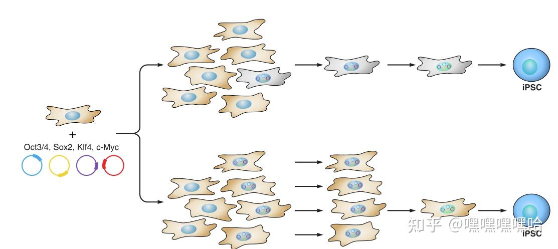 iPSC 综述 | Induced Pluripotent Stem Cells and Their Use in Human Models ...