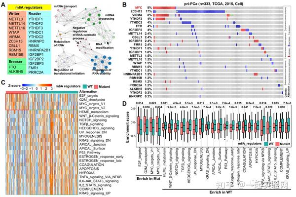 m6A整合生信分析可发NAR Cancer！ - 知乎
