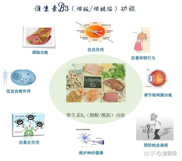 B族维生素系列(三):维生素b3(烟酸)(3) 生理功能篇(下) 知乎