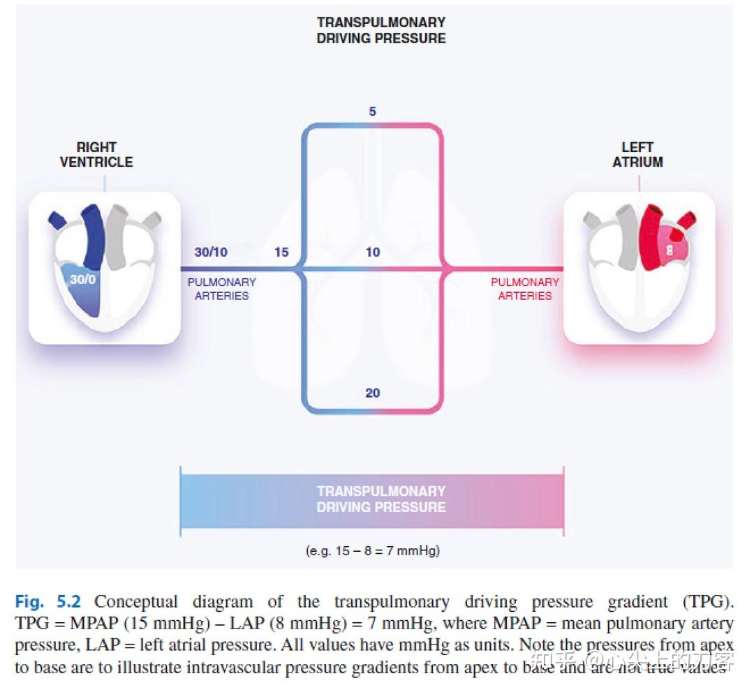 被遗忘的肺循环和跨肺压梯度 - 知乎
