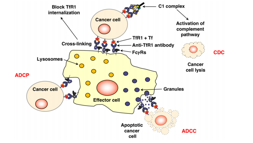 一文揭秘！肿瘤和脑部疾病治疗新靶点--TFR1 - 知乎