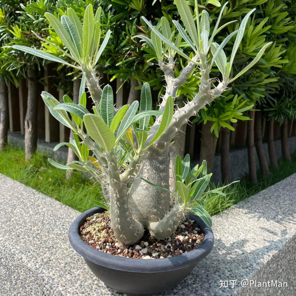 棒槌属植物地图 - 知乎