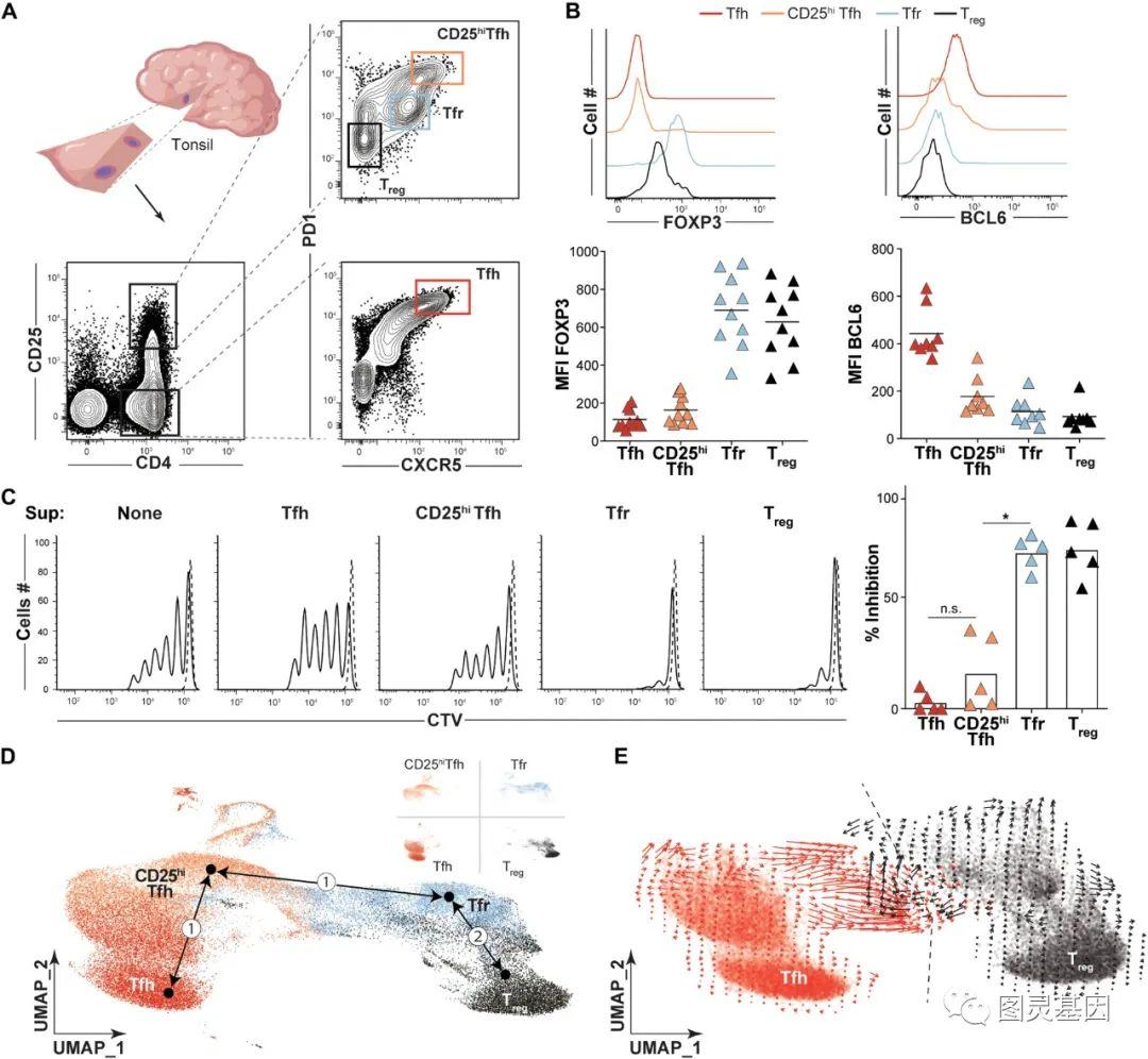 Sci Immu | 人类滤泡辅助T细胞克隆, 功能和位置异质性与免疫机制 - 知乎