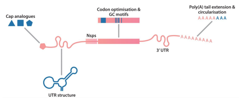 【耀文解读】深度解析mRNA序列元件：Cap, CDS, UTR, polyA - 知乎