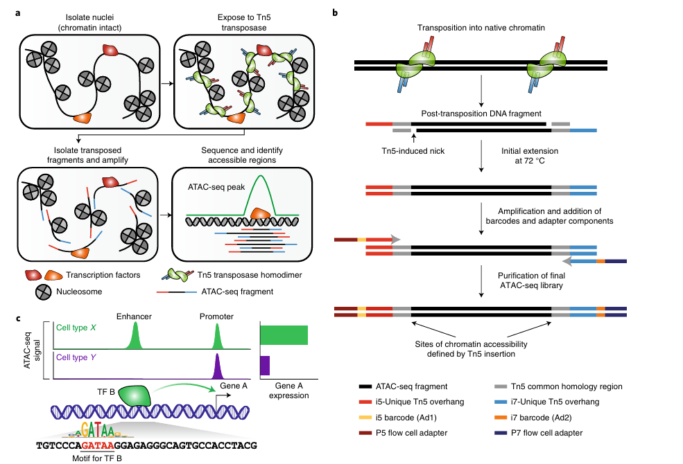 ATAC-seq和ChIP-seq的peak差别是什么？ - 知乎
