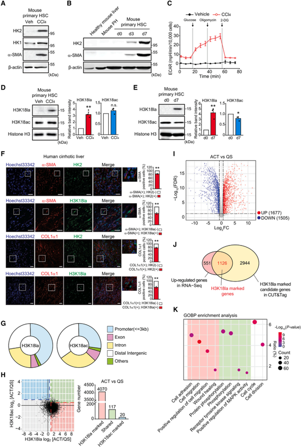 Cell Metabolism（if29）如何用 糖酵解乳酸化”两大国自然热点讲好故事，看看这篇文章 知乎