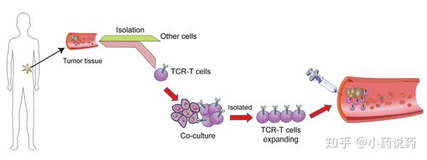带你全面了解TCR-T细胞治疗 - 知乎