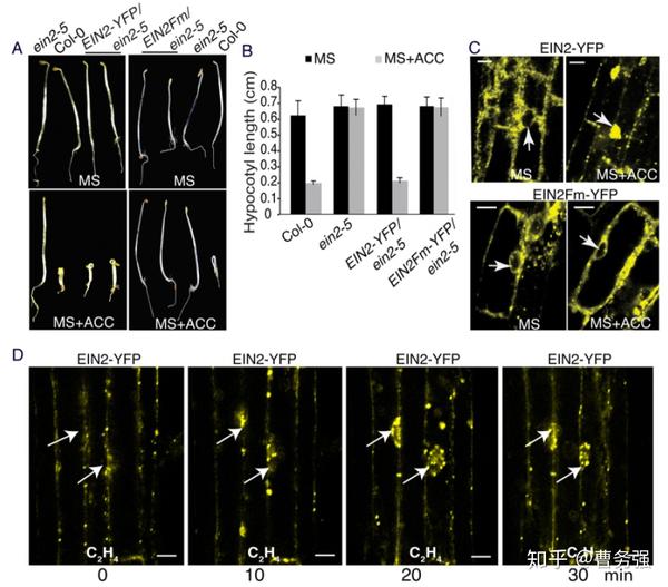 乙烯信号简史 | 成也EIN2，败也EIN2 - 知乎