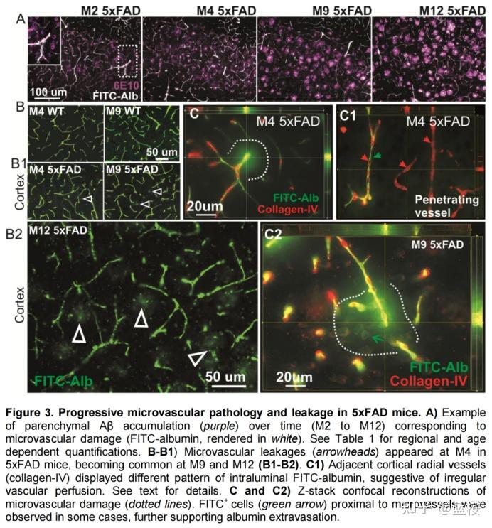 5xFAD五转小鼠 - 知乎