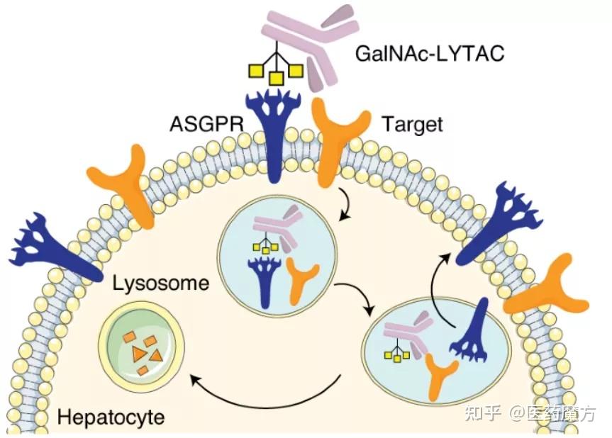 PROTAC之后，LYTAC、ATTEC成为新一轮“吸金点”…… - 知乎