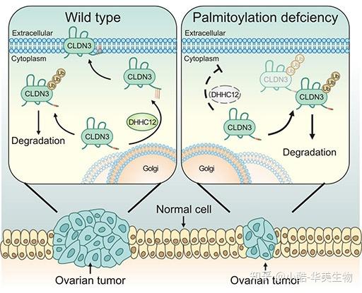 CLDN3：极为关键的紧密连接蛋白，Claudins家族再添药物靶点！ - 知乎