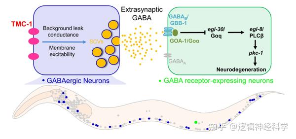 Sci Adv︱杜克大学吴杰宇等发现TMC通道蛋白通过GABA信号延缓神经衰老 - 知乎
