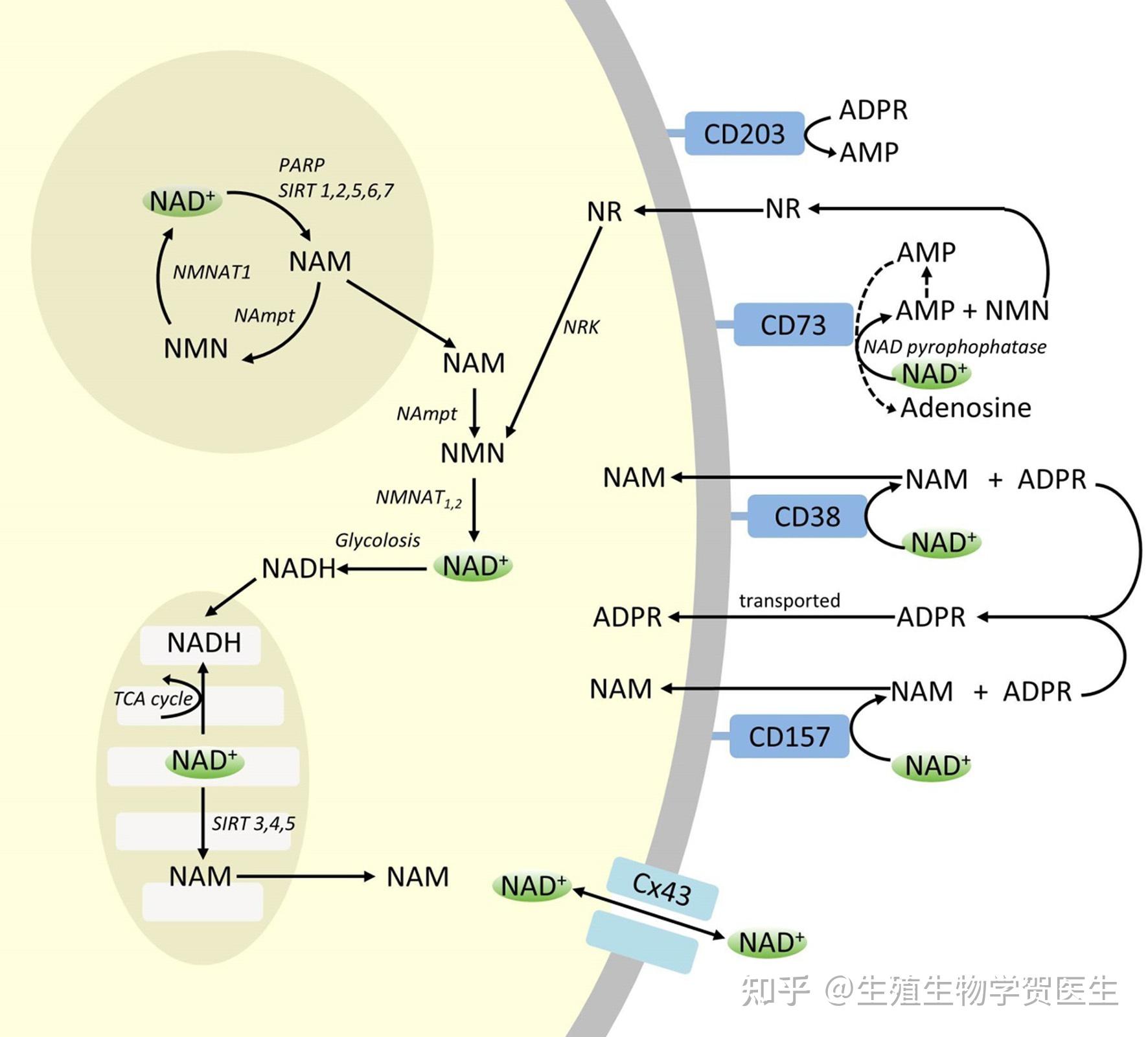 6小时静脉输注NAD +期间人血浆和尿液NAD +代谢组的变化 - 知乎