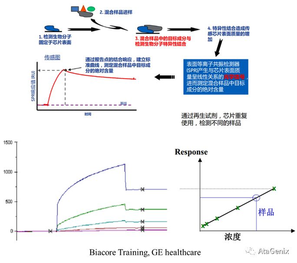干货—Biacore分子间相互作用在科研中的应用最全汇总 - 知乎