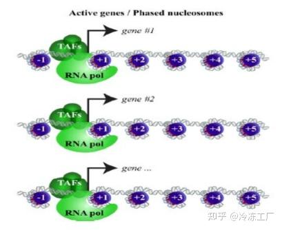 ATAC-seq分析：TSS 信号（7） - 知乎