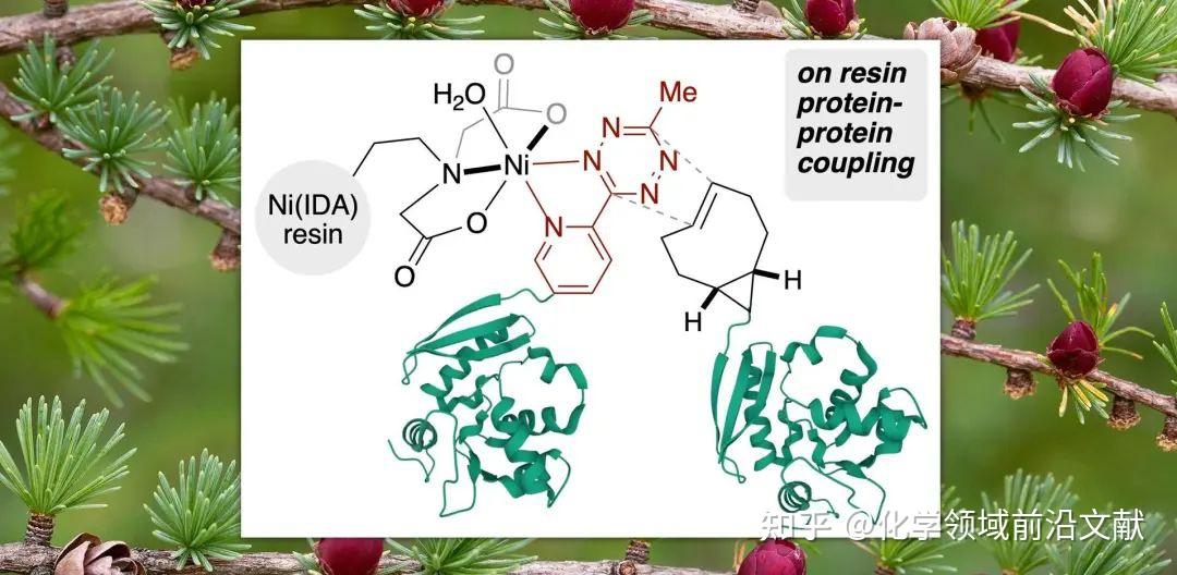 Angew：四嗪亲和生物正交化学标签ABC-Tag及其应用 - 知乎