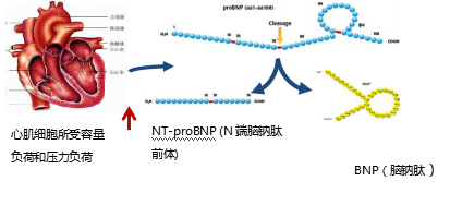BNP与NT-proBNP对比 - 知乎