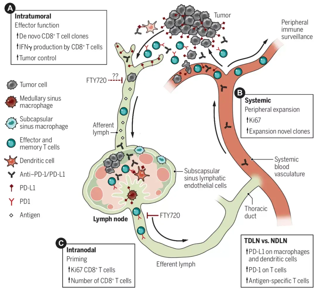 Sci Immu | 肿瘤引流淋巴结，肿瘤发展的罪魁祸首，还是治疗干预的重要机会？ - 知乎